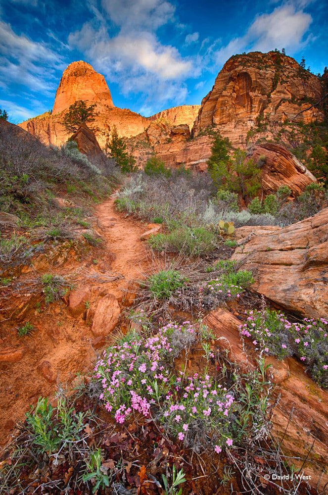 ZION TREK – David J. West Gallery