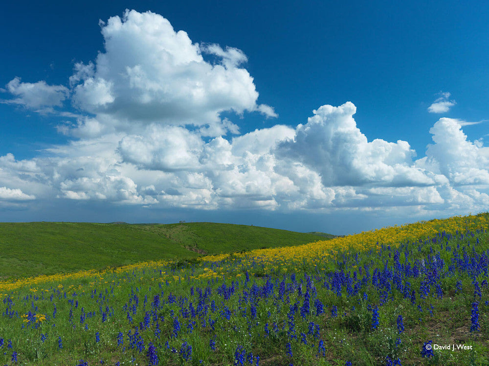 SUMMER CLOUDS – David J. West Gallery