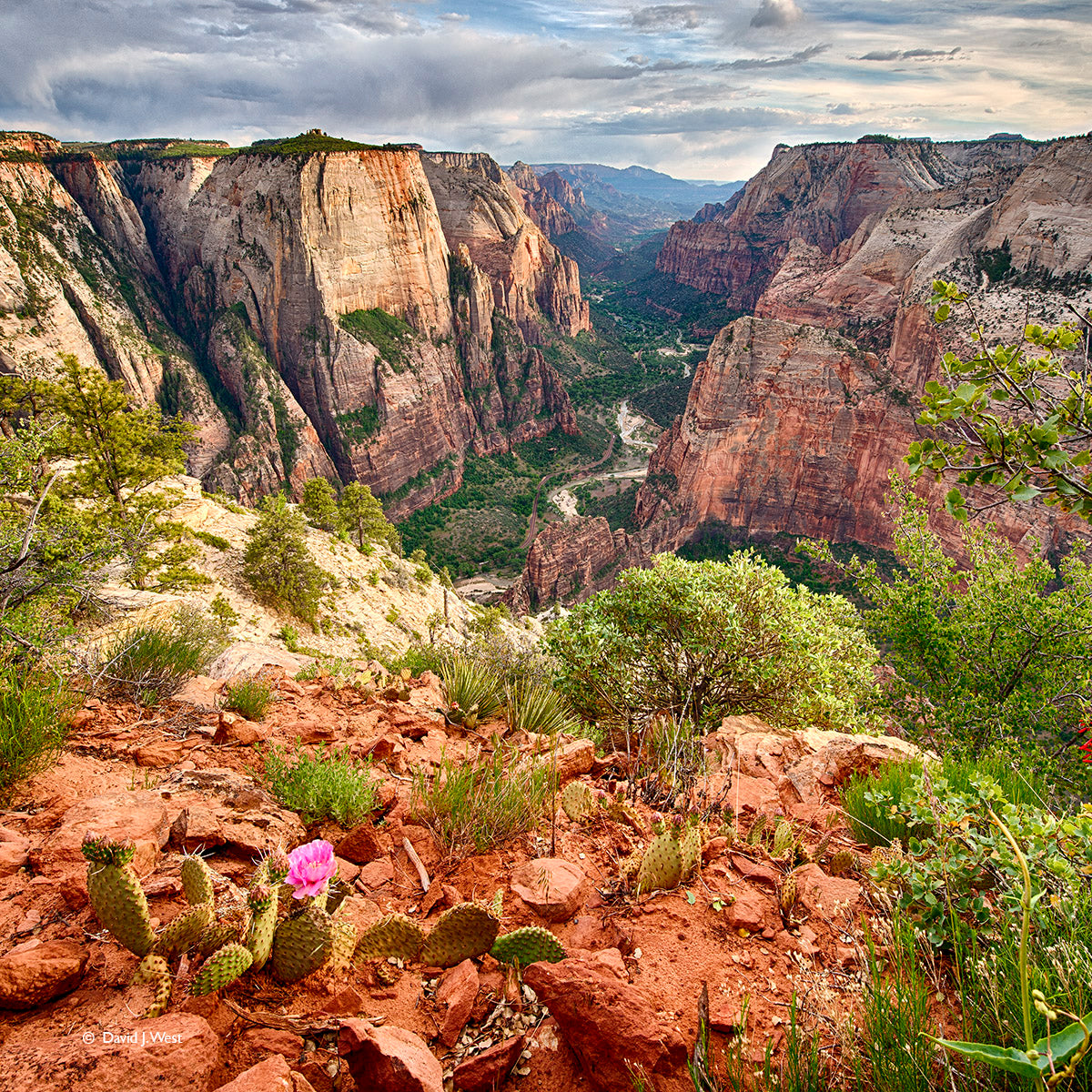 Zion Spring Square – David J. West Gallery